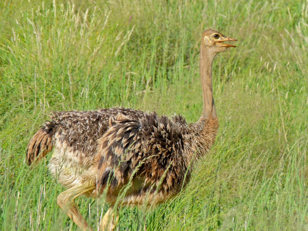 Southern Ostrich (Struthio camelus australis) - Avian Discovery