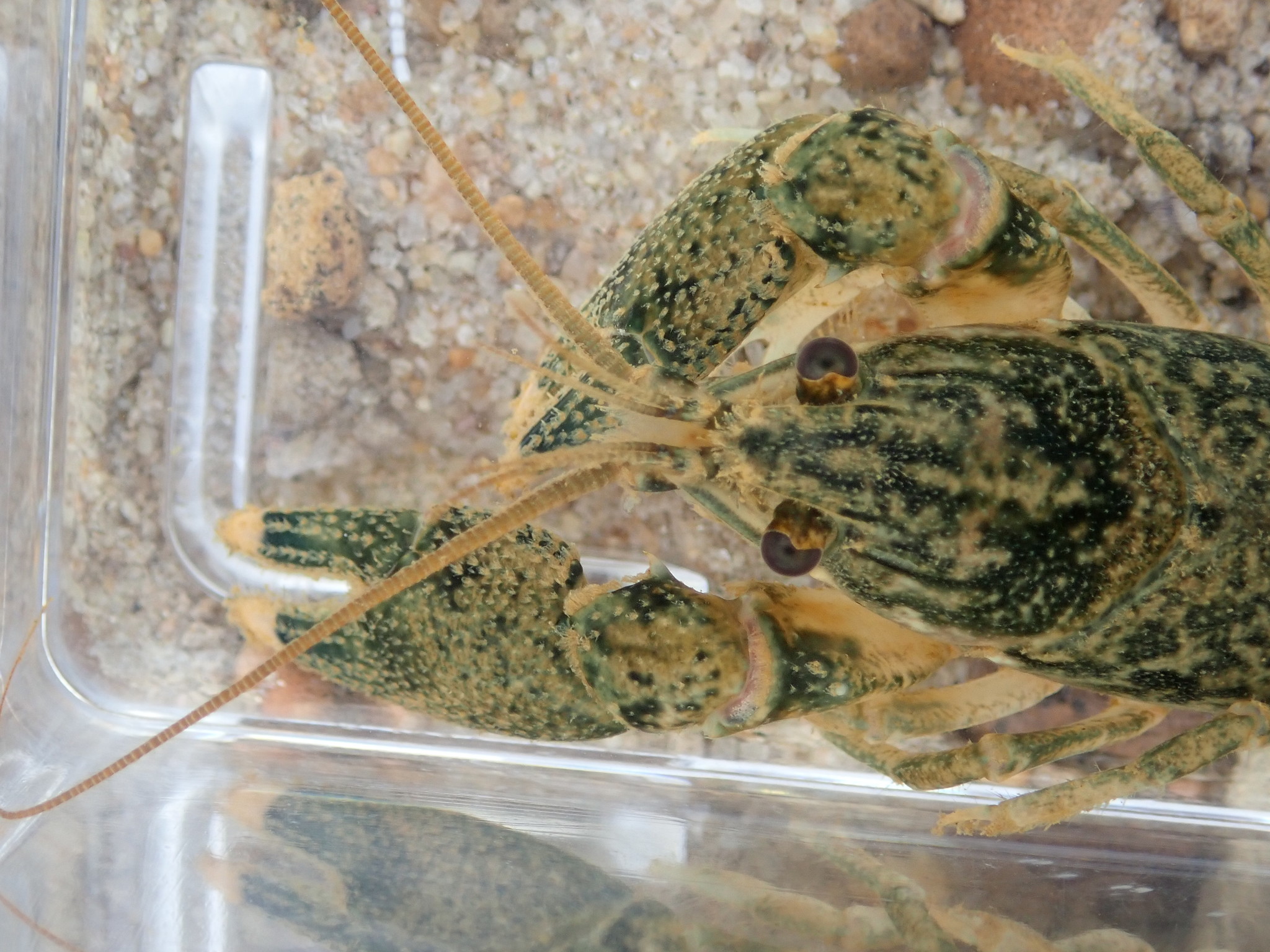 Faxonius burri (Taylor & Sabaj, 1998)