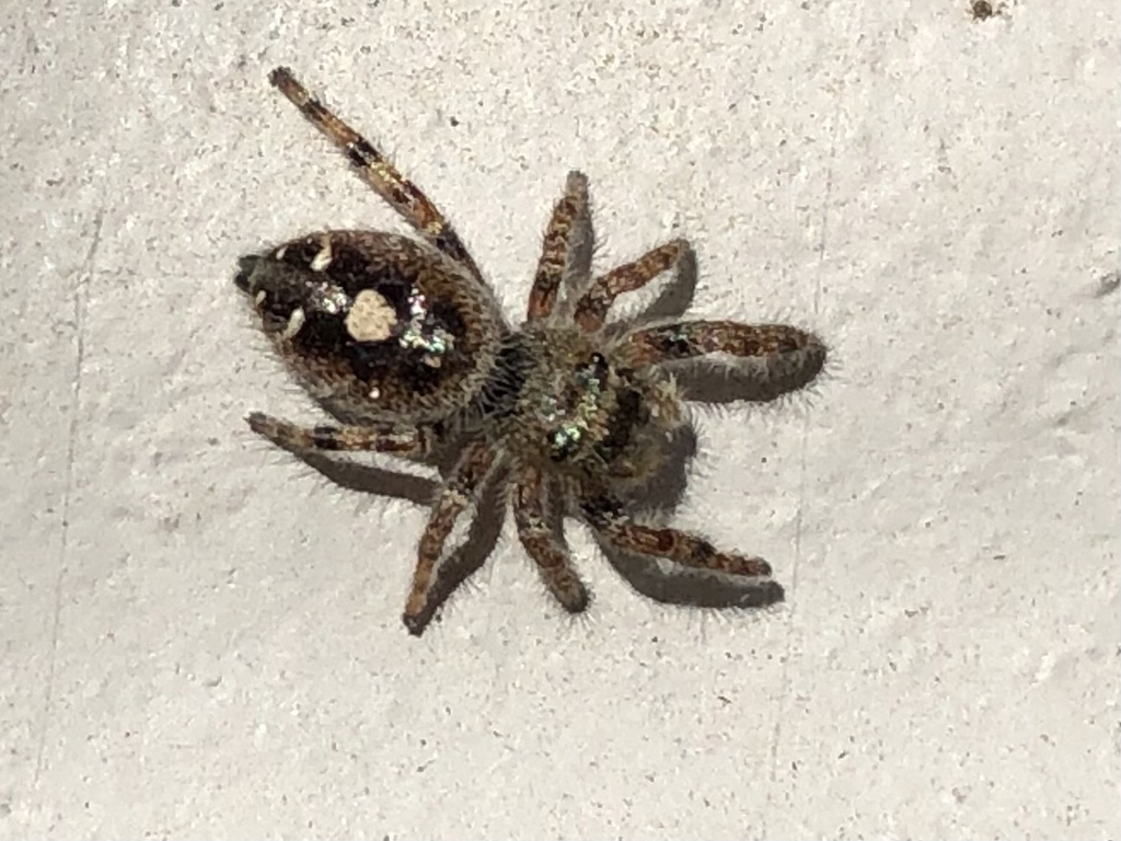 Bold Jumping Spider from W Kodiak Dr, Meridian, ID, US on October 20 ...