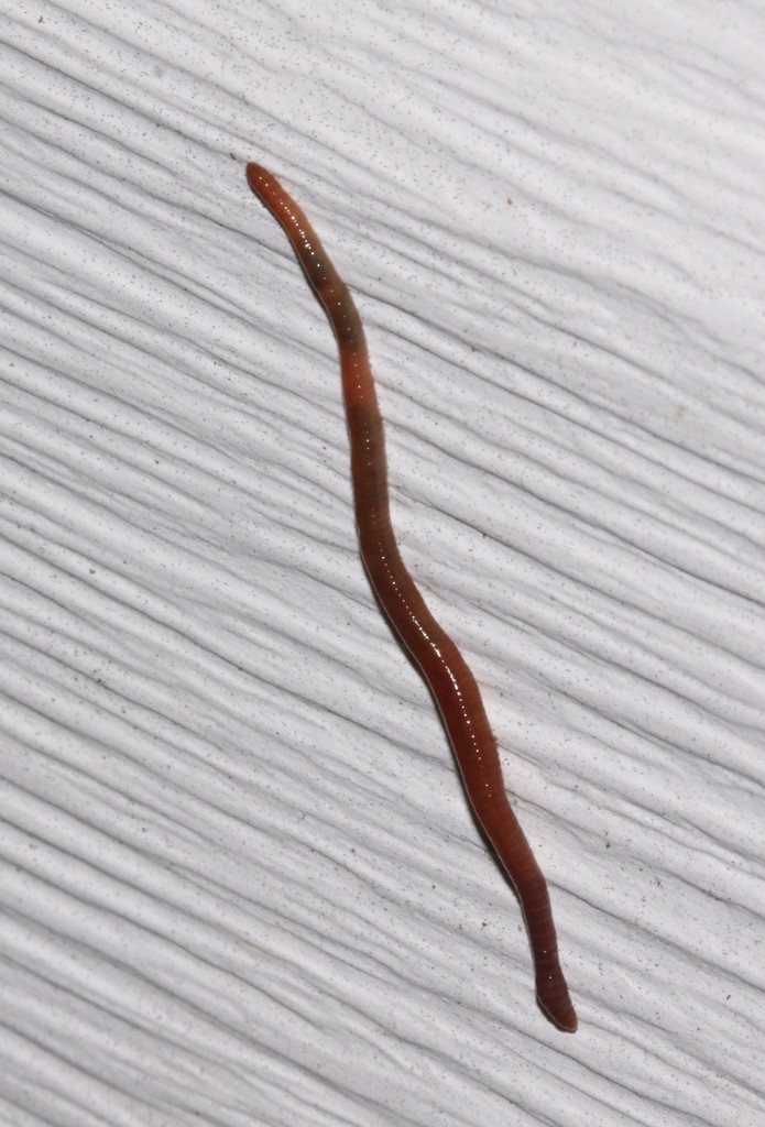 Common Earthworm from Québec, Canada on July 01, 2021 at 10:50 PM by ...