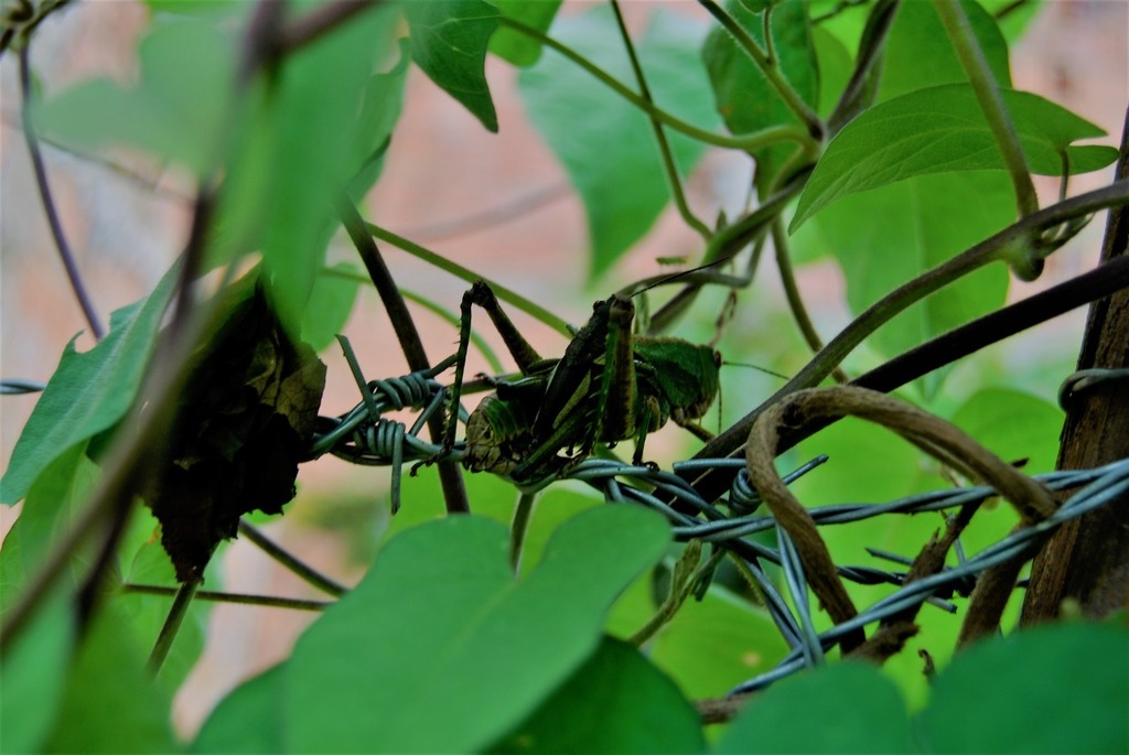Agriacris plagiata from Camino Real, Marsella, Fusagasugá, Cundinamarca ...