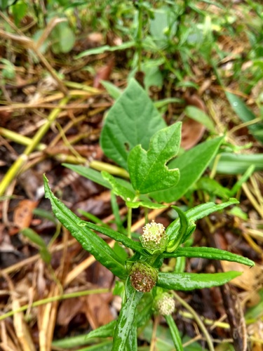 Enydra radicans · iNaturalist