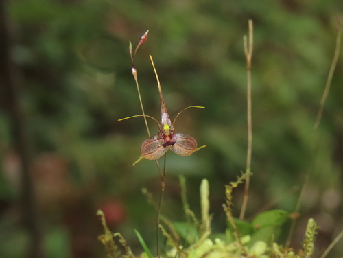 Muscarella cestrochila · iNaturalist United Kingdom