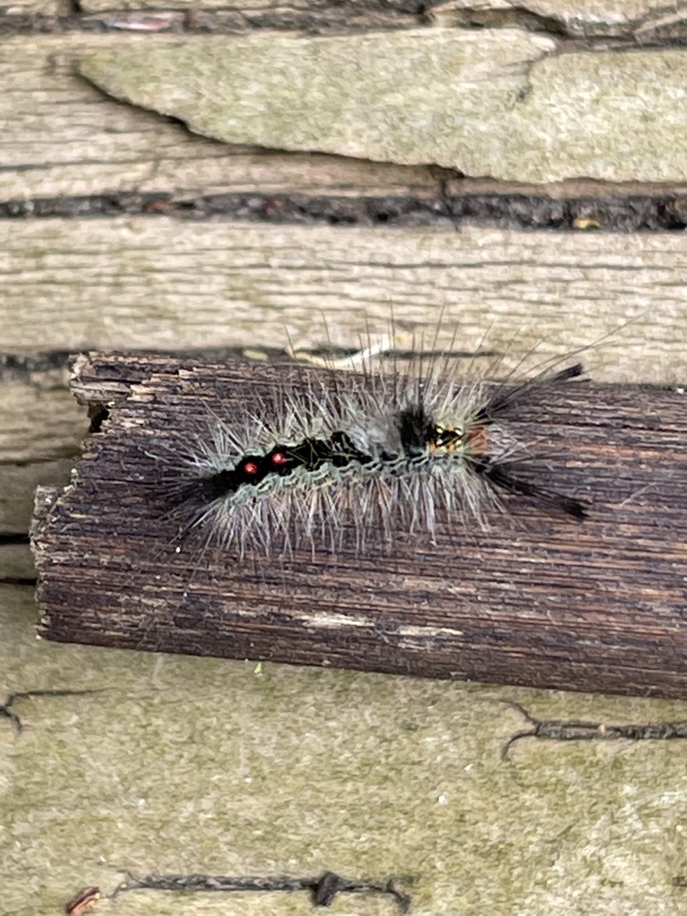 Painted apple moth from Frankston South, VIC, AU on October 21, 2021 at ...
