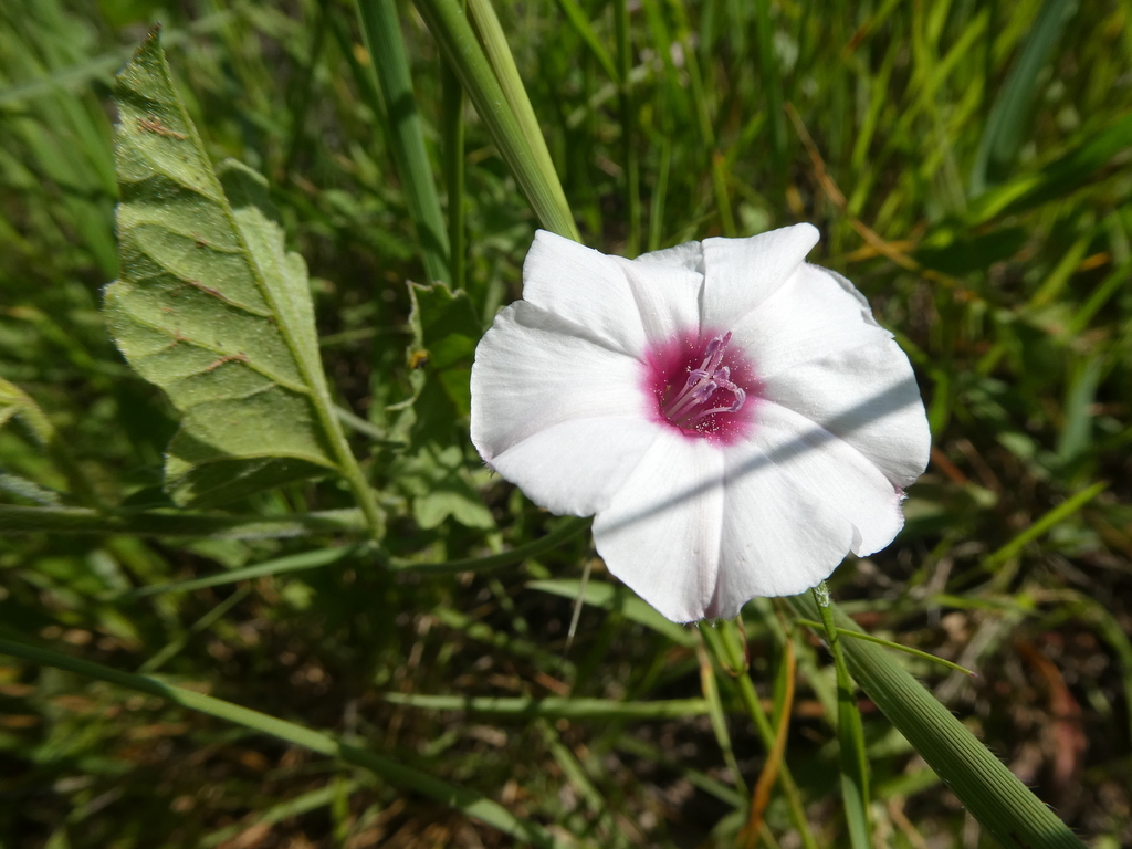 Texas bindweed from Burleson, TX, USA on April 27, 2018 at 10:26 AM by ...