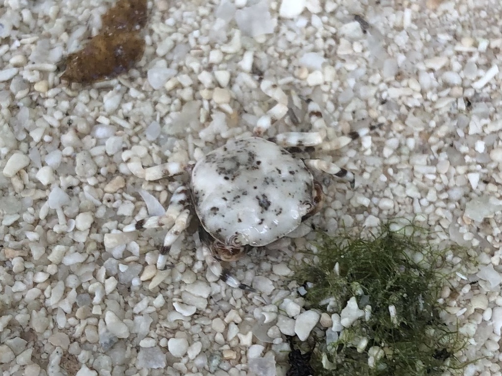 White Shore Crab from PW on October 12, 2021 at 12:54 PM by Heather ...