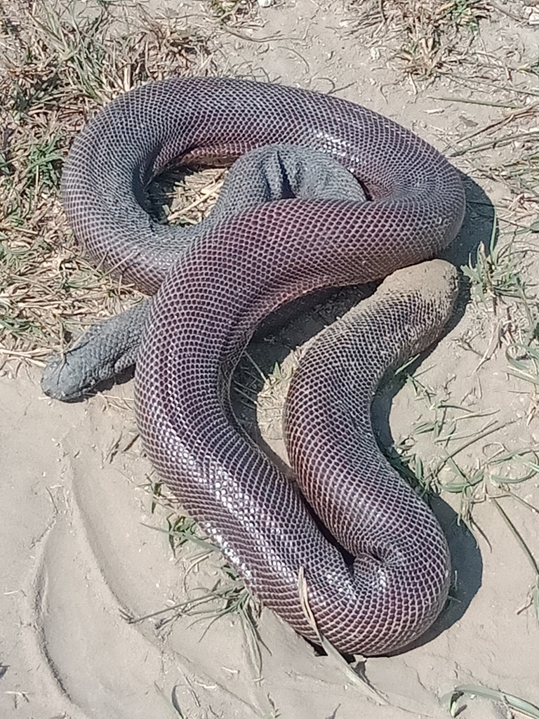 Red Sand Boa in October 2021 by anandprasad · iNaturalist