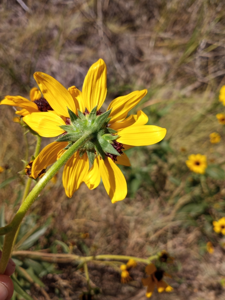 Pecos Sunflower (Helianthus paradoxus) - Botanical Realm
