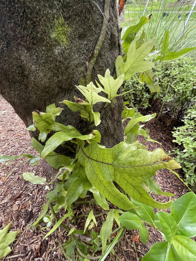 Kangaroo Fern from Soldiers Memorial Park, Hamilton East, Waikato, NZ ...