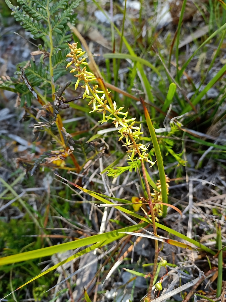 (Stackhousia) - Botanical Realm