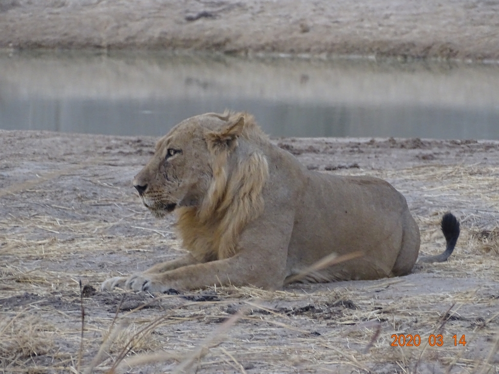 Northern Lion in March 2020 by ONG OeBenin · iNaturalist