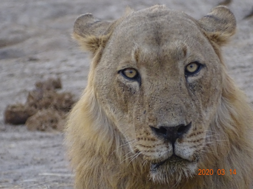 Northern Lion in March 2020 by ONG OeBenin · iNaturalist