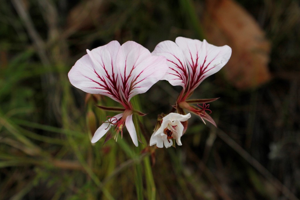 Long Butterfly Storksbill from Table Mountain (Nature Reserve), Cape ...