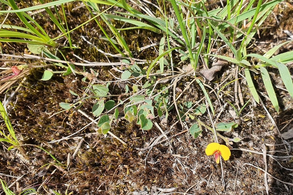 creeping bossiaea from Melbourne VIC, Australia on October 21, 2021 at ...