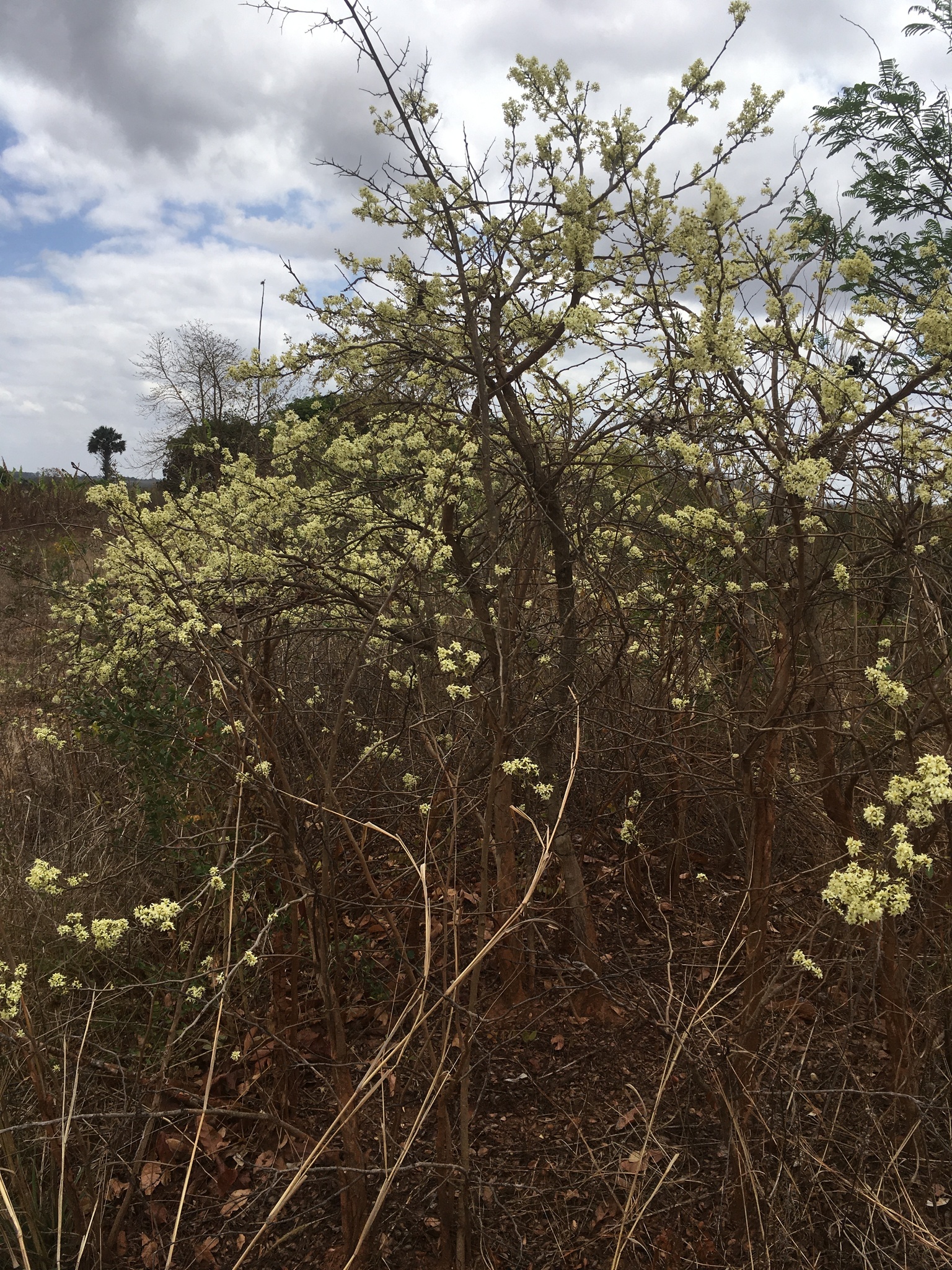 Rourea orientalis Baill.