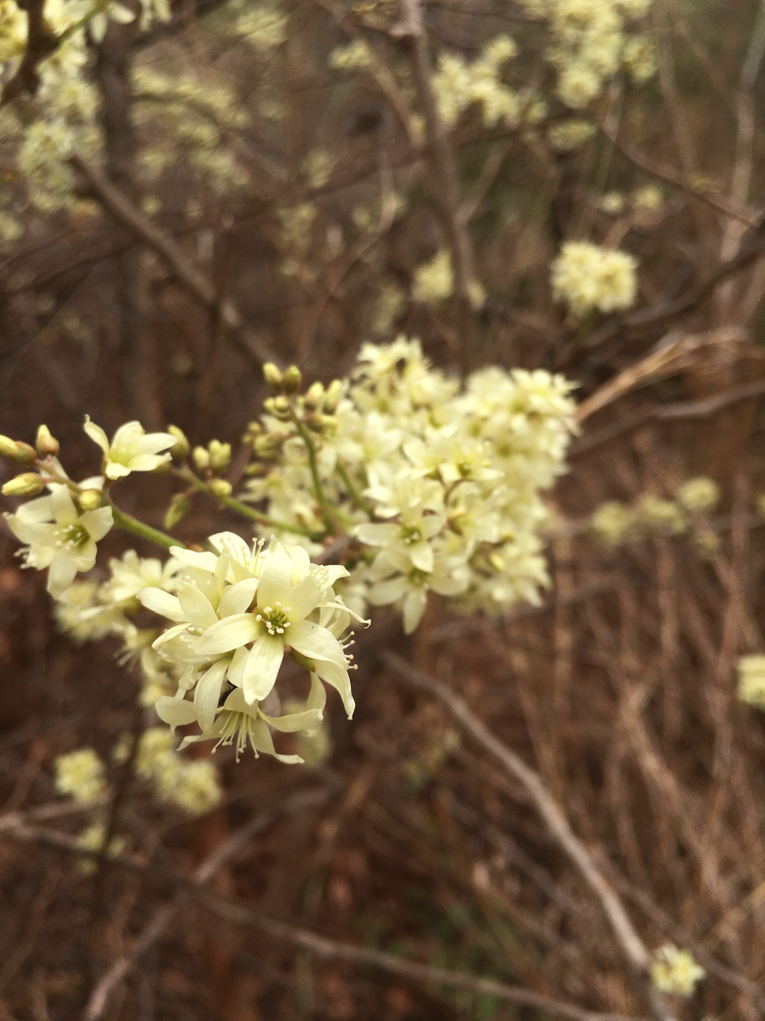 Rourea orientalis Baill.