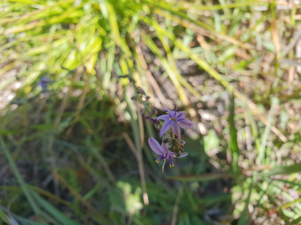 blue grass lily from Mordialloc VIC 3195, Australia on October 20, 2021 ...