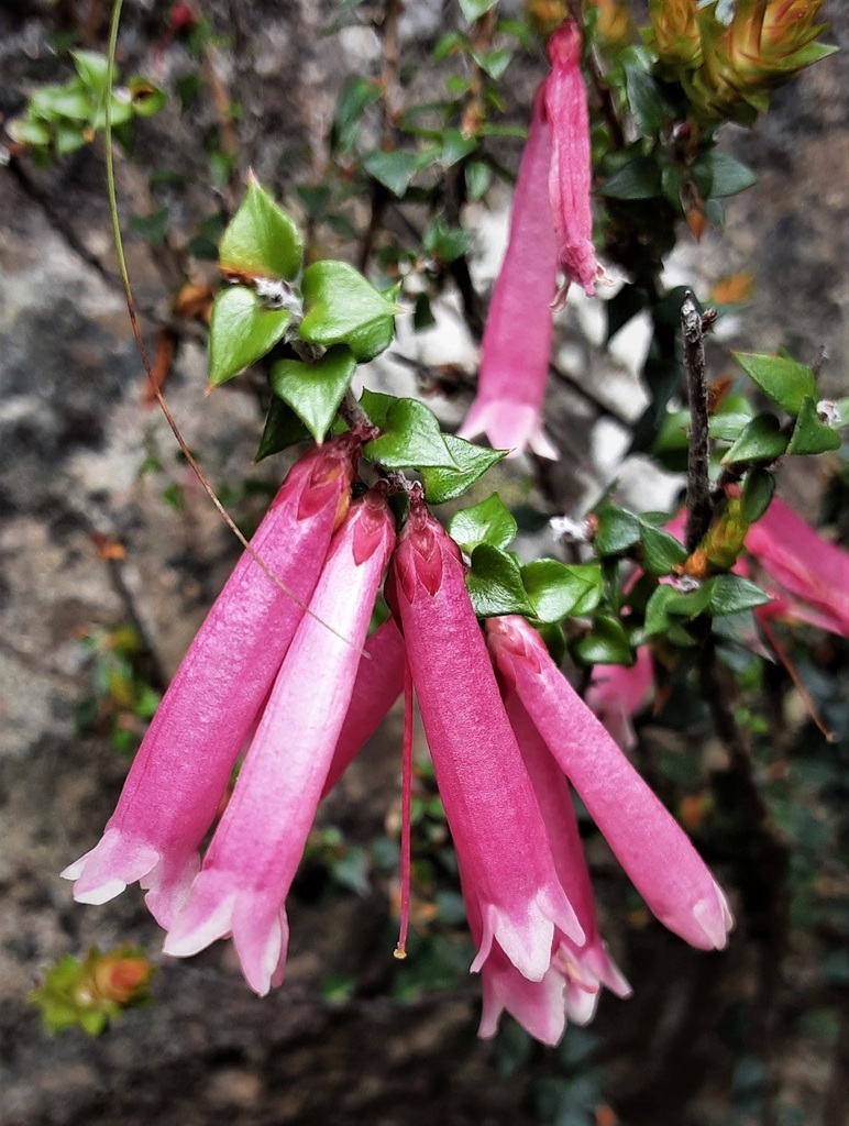 fuchsia heath from Newnes State Forest NSW 2790, Australia on October ...