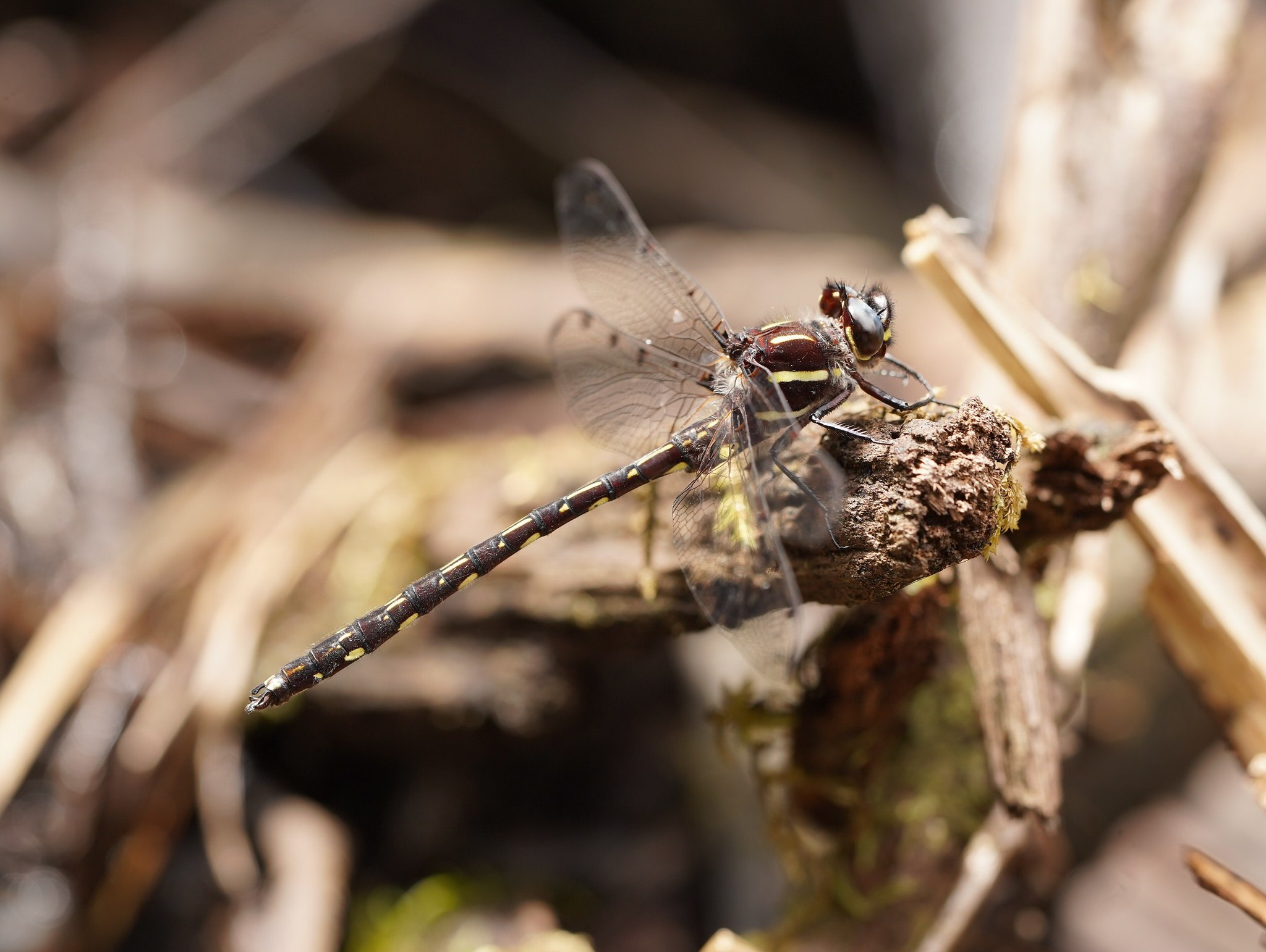 Austropetaliidae