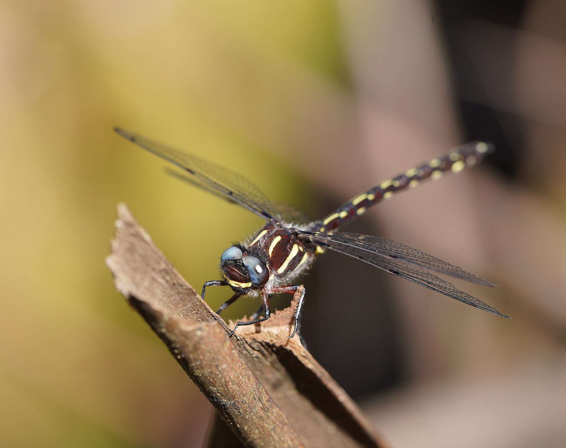 Austropetaliidae