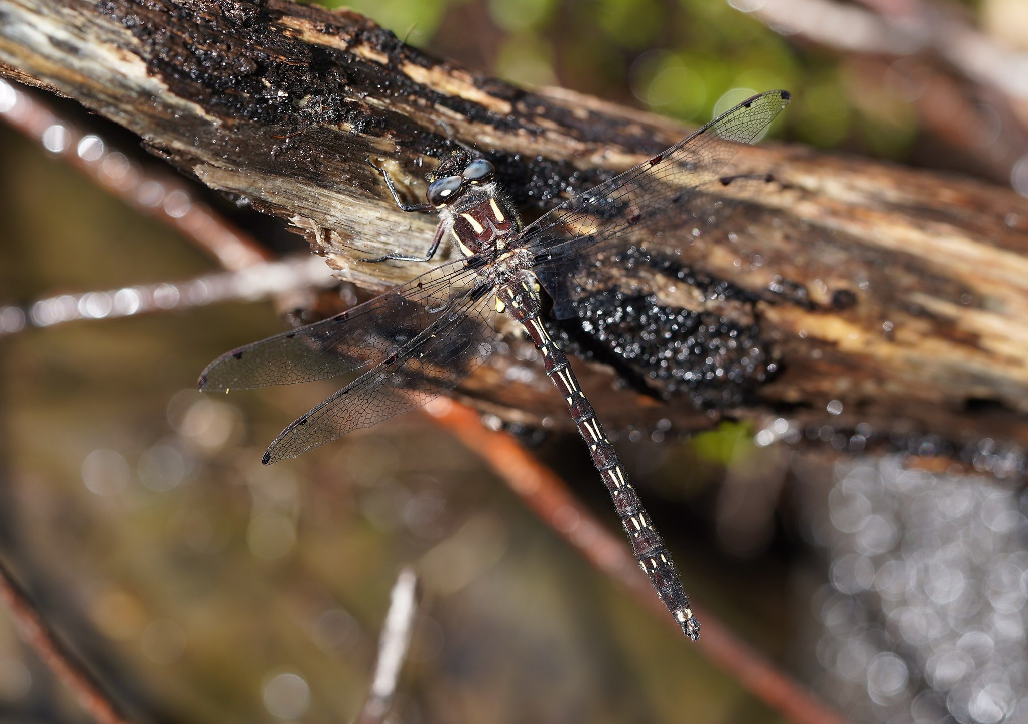 Austropetaliidae