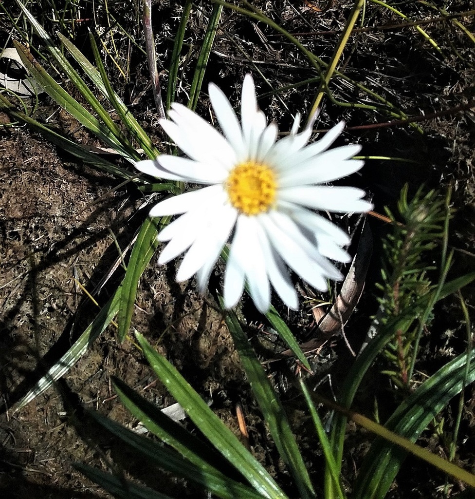 (Celmisia longifolia) - Botanical Realm