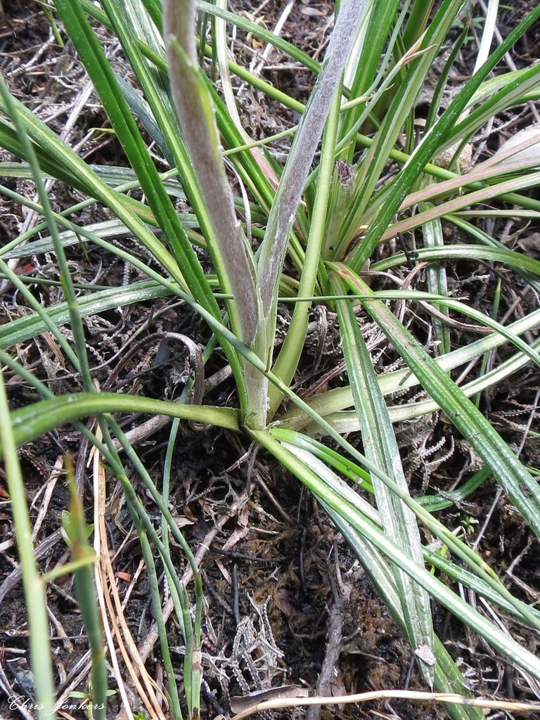 (Celmisia longifolia) - Botanical Realm