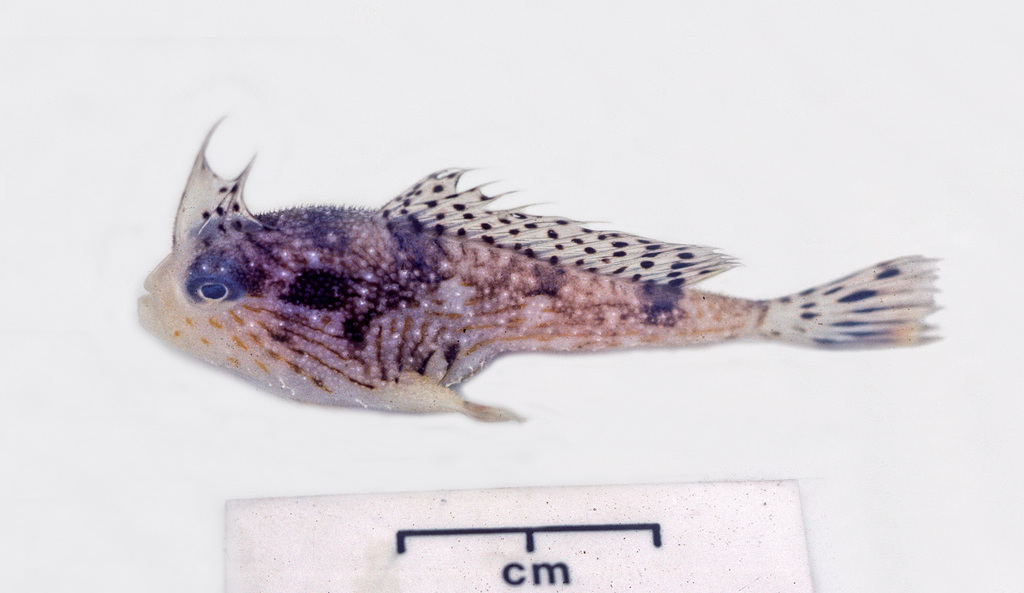 Australian Spotted Handfish (Brachionichthys australis) - Marine Life ...