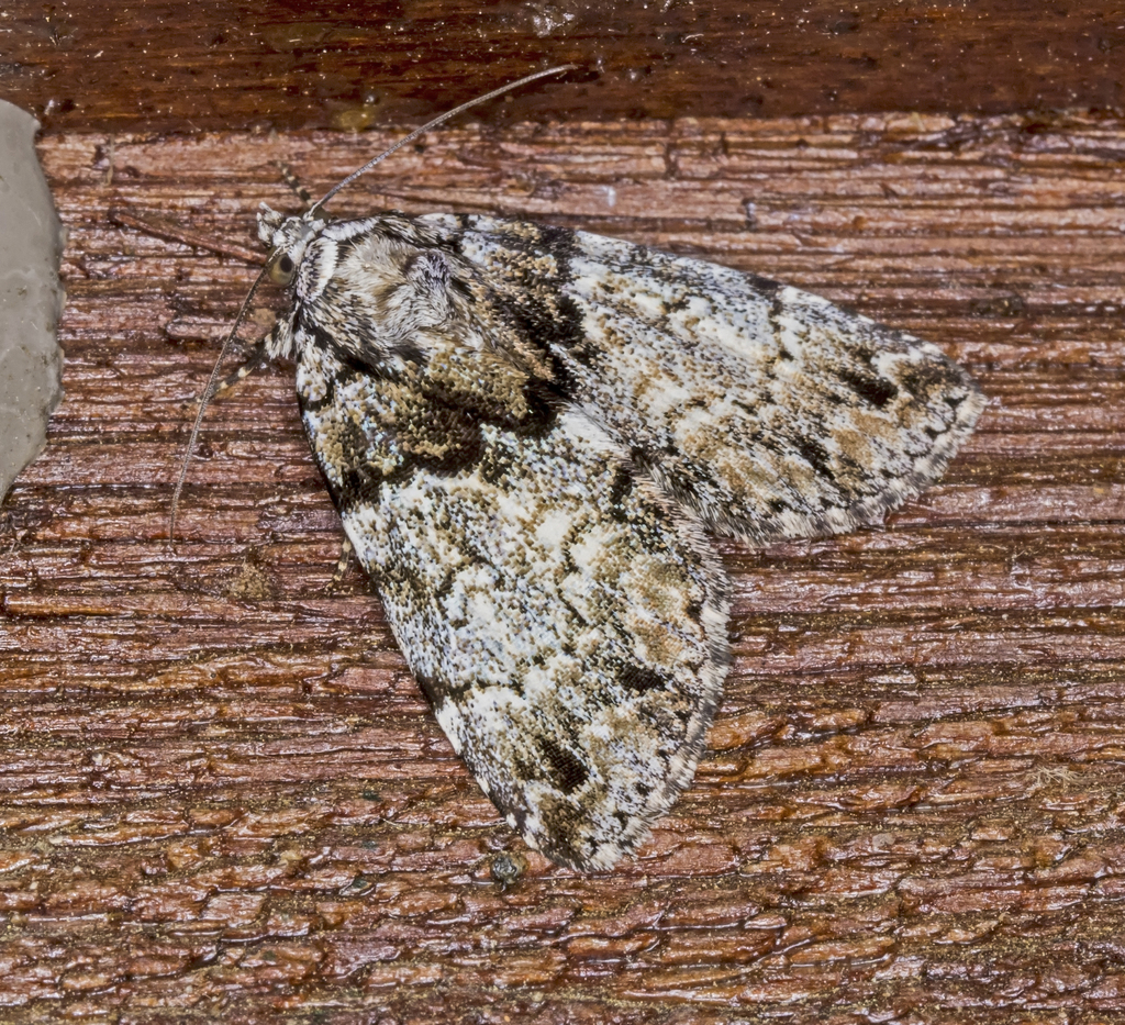 False Underwing from 700 Otter Point Rd, Abingdon, MD 21009, USA on ...