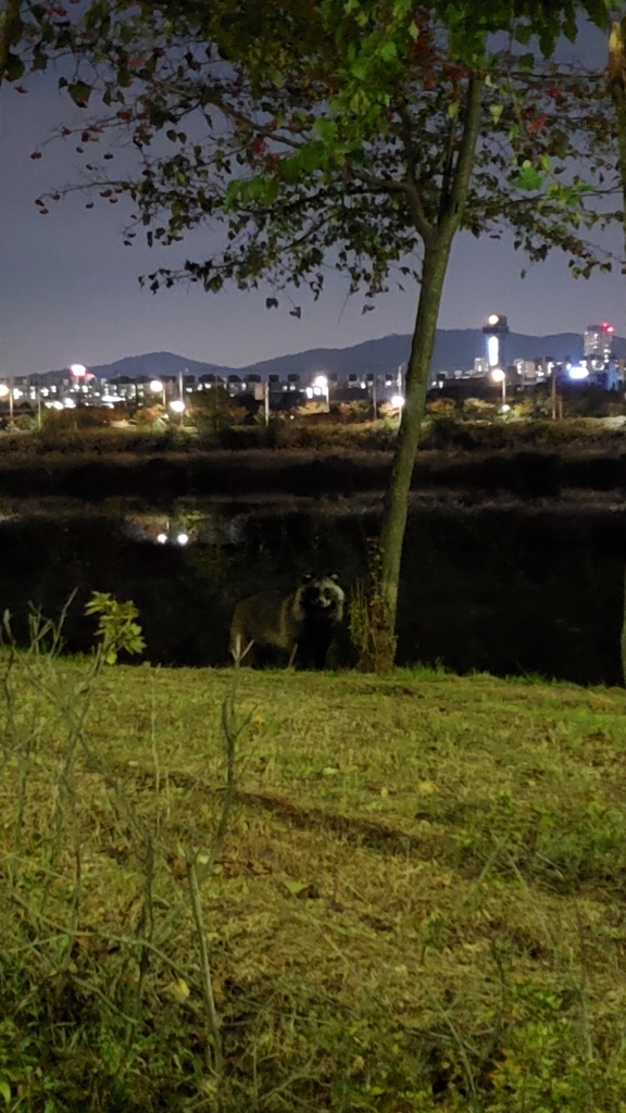 Korean Raccoon Dog from Yeonsu-gu, Incheon, South Korea on October 21 ...