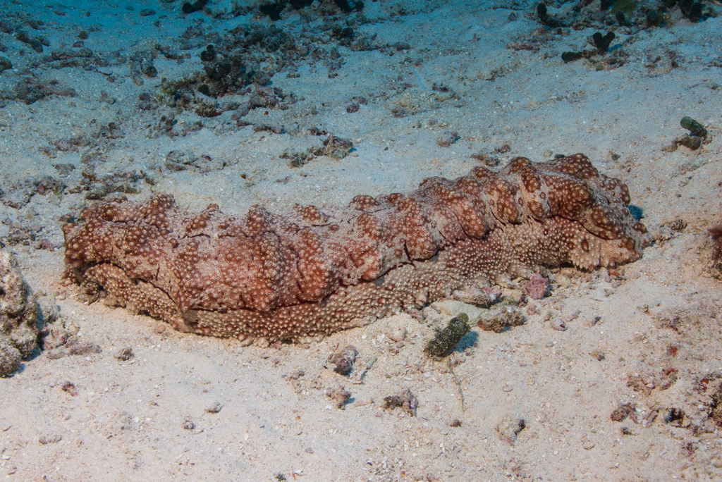 Amberfish Sea Cucumber from Bua, Fiji on March 09, 2015 at 07:02 AM by ...