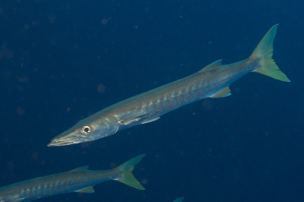 Pickhandle Barracuda from Bua, Fiji on March 9, 2015 at 06:40 AM by ...