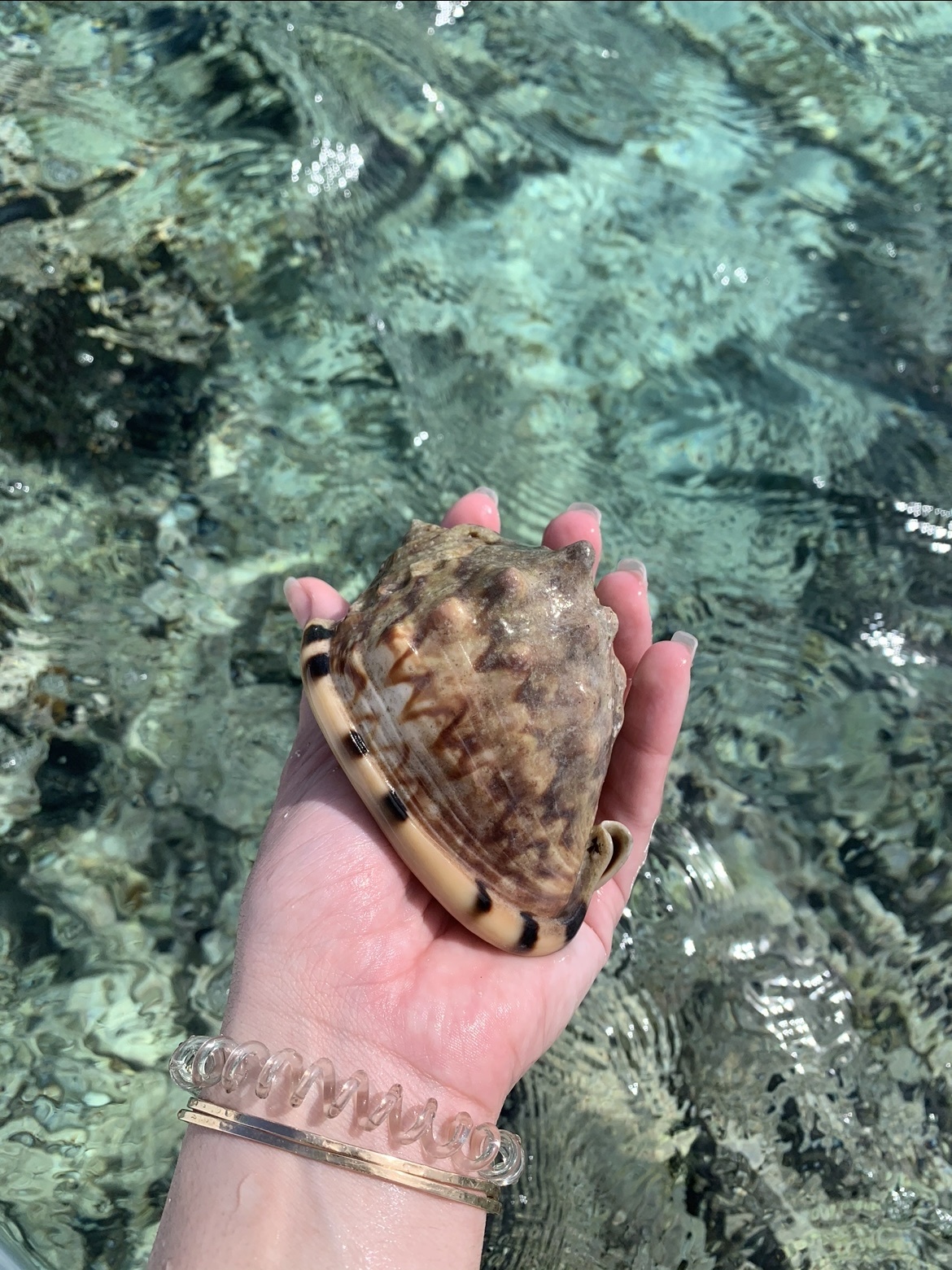 Cassis flammea (Linnaeus, 1758)