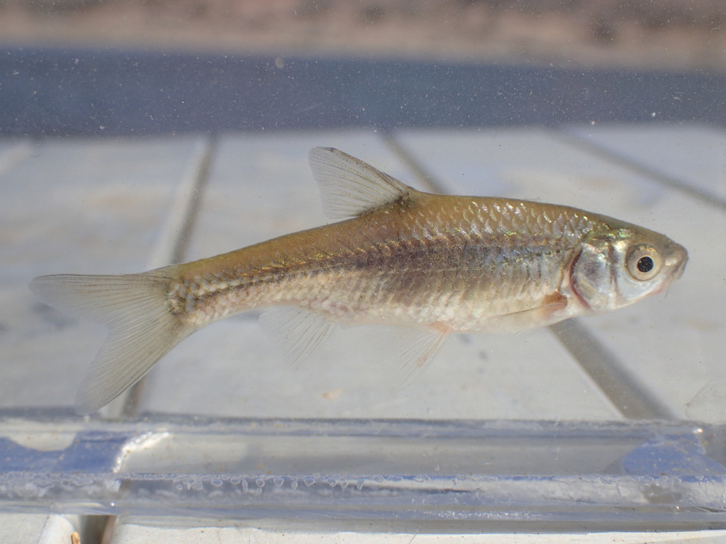 Namaqua Barb from Ai-Ais Hot Springs, Namakwa, Northern Cape, South ...