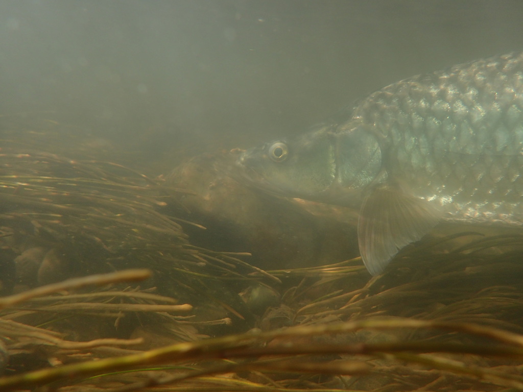 Largemouth Yellowfish (Labeobarbus kimberleyensis) - Marine Life ...