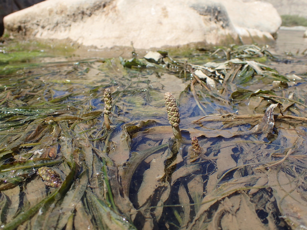 Broad-Leaved Pondweed from Ai-Ais Hot Springs, Namakwa, Northern Cape ...
