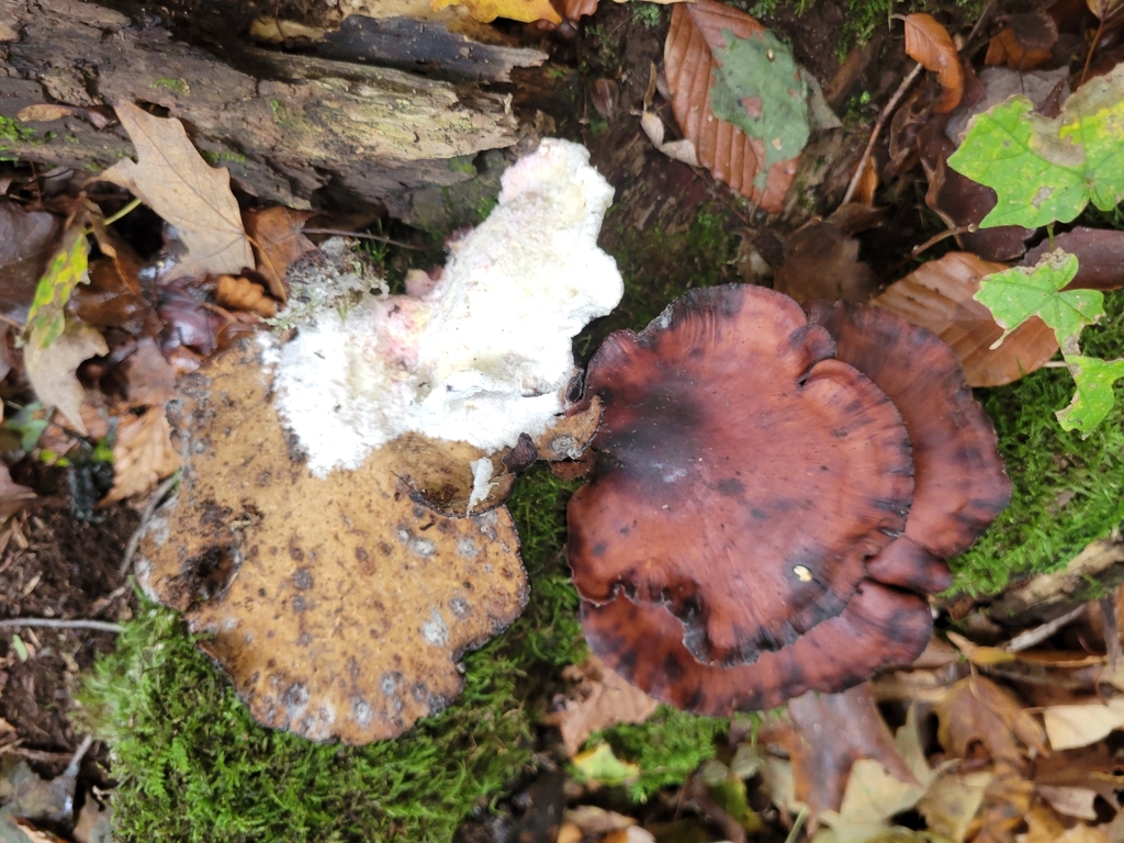 Hypomyces from Olive Township, IN, USA on October 21, 2021 at 10:01 AM ...