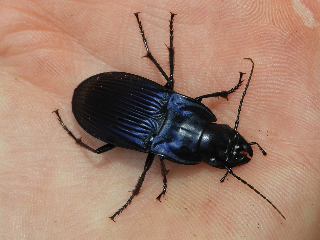 Notch-mouthed Ground Beetle from Patuxent River, MD, USA on July 23 ...
