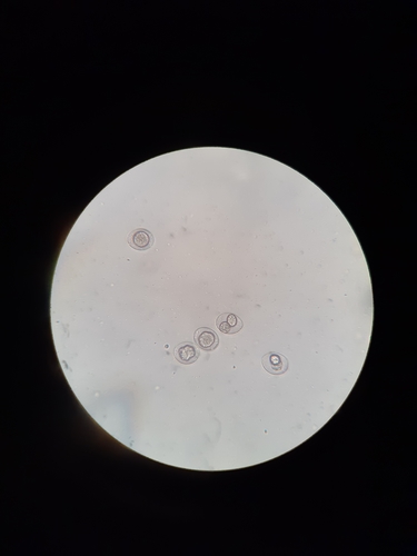 Isospora canis · iNaturalist