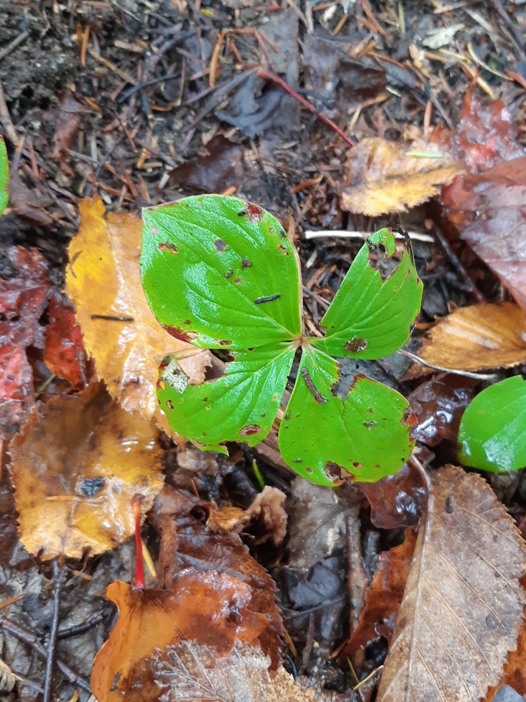 Canadian bunchberry from Balmoral, NB E8E 1G6, Canada on October 14 ...