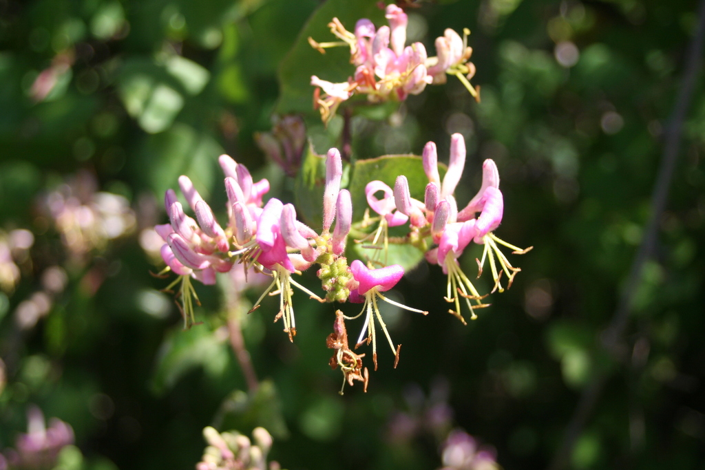 Pink Honeysuckle (Lonicera hispidula) - Botanical Realm