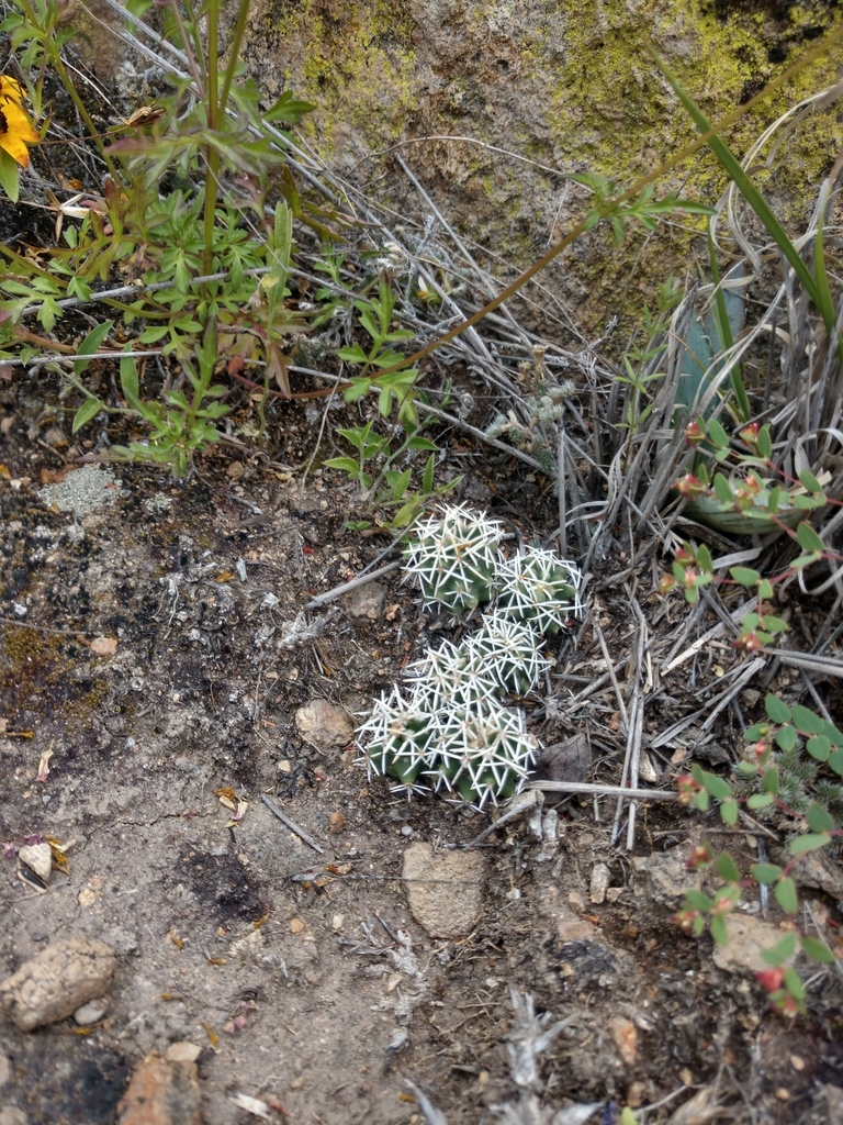 Coryphantha octacantha in October 2021 by Mau Ketchum · iNaturalist