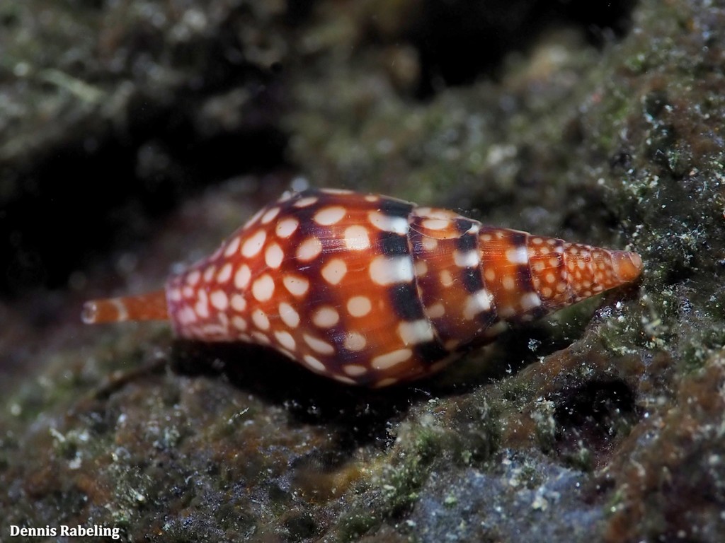 Mitrella ocellata (Tenerife Snails) · iNaturalist