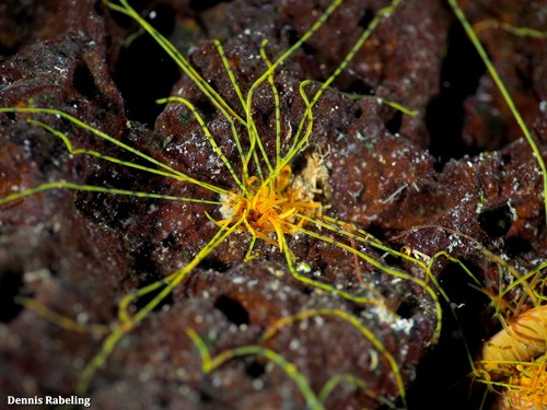 Genus Timarete · iNaturalist