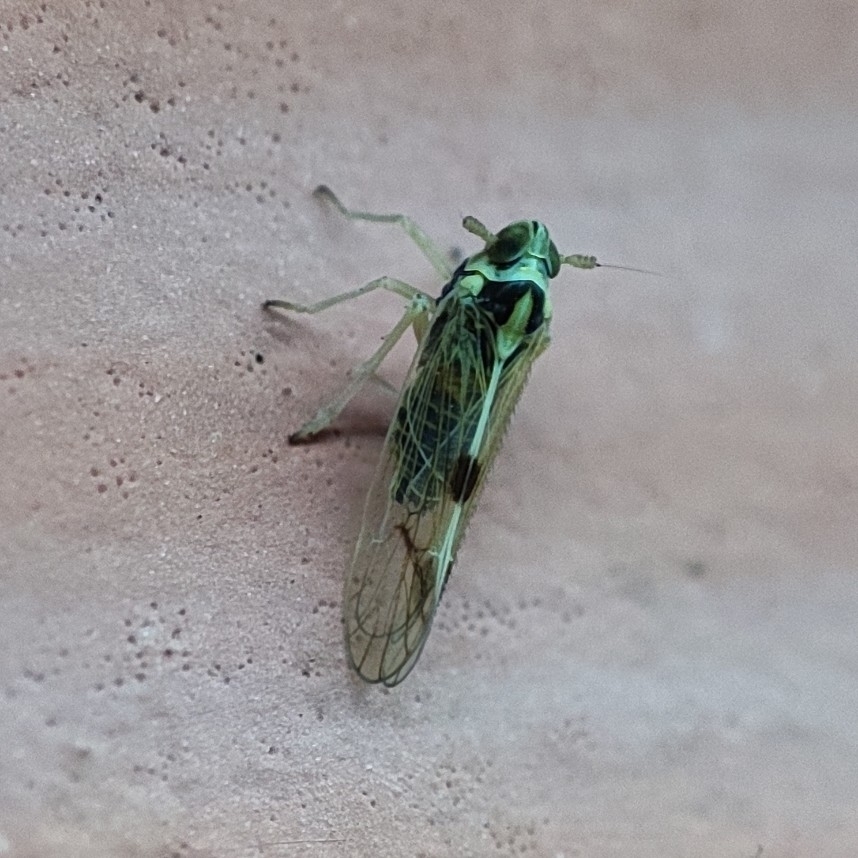 White-backed Planthopper from My House on October 21, 2021 at 06:25 PM ...