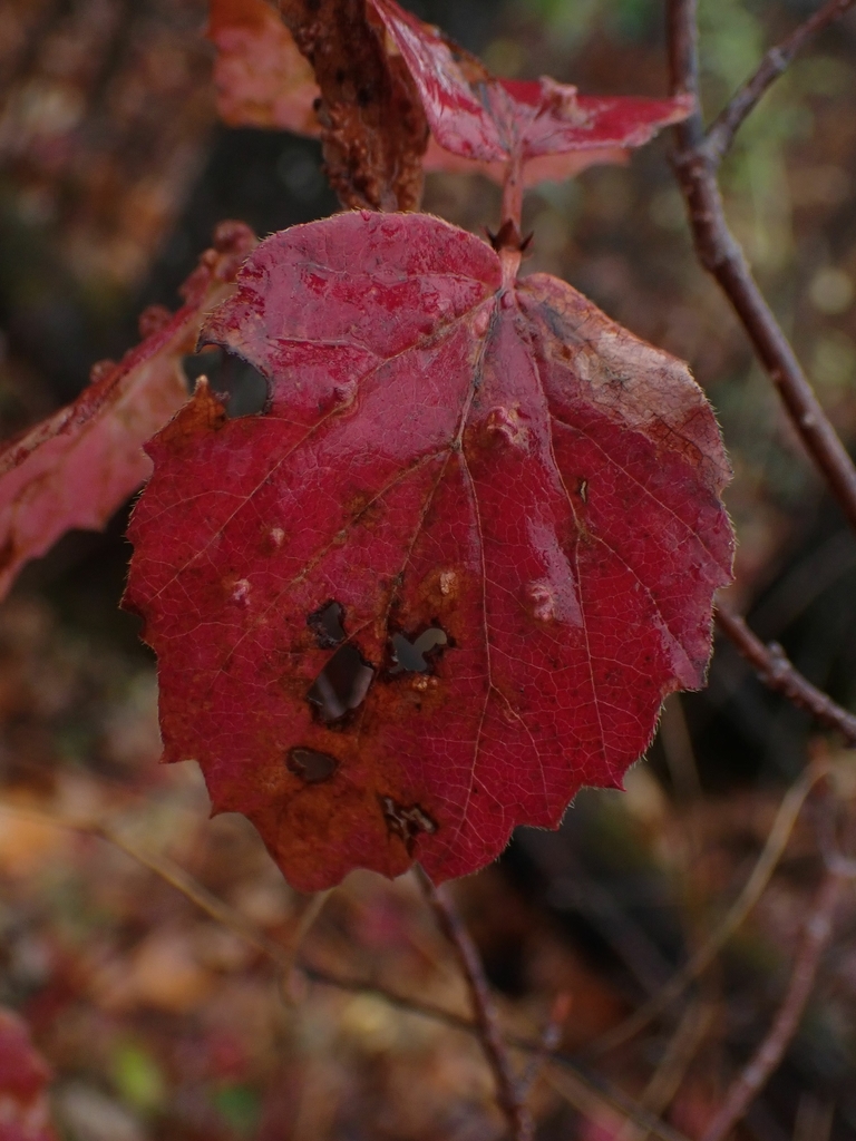 downy arrowwood from Gimli, MB, Canada on October 14, 2021 at 03:12 PM ...