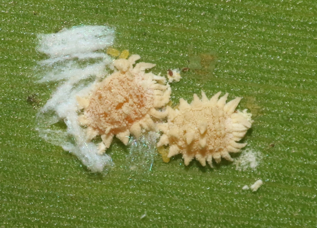 Nipaecoccus nipae (Tenerife Hemiptera) · iNaturalist