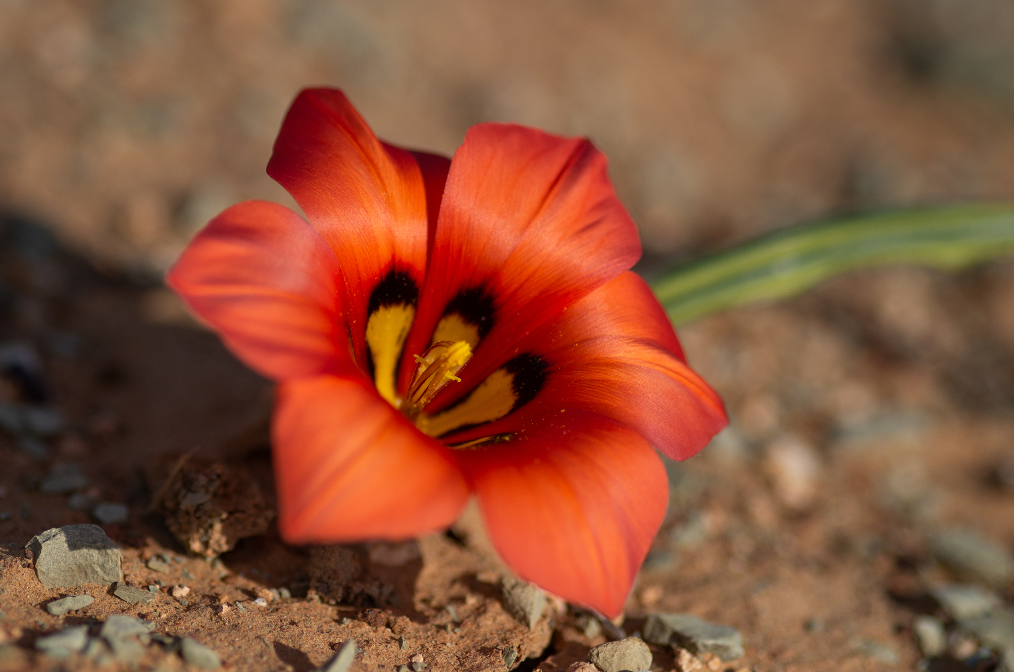 Romulea unifolia M.P.de Vos