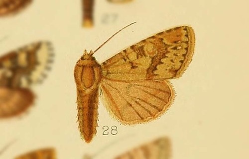 Polymixis calamistis · iNaturalist