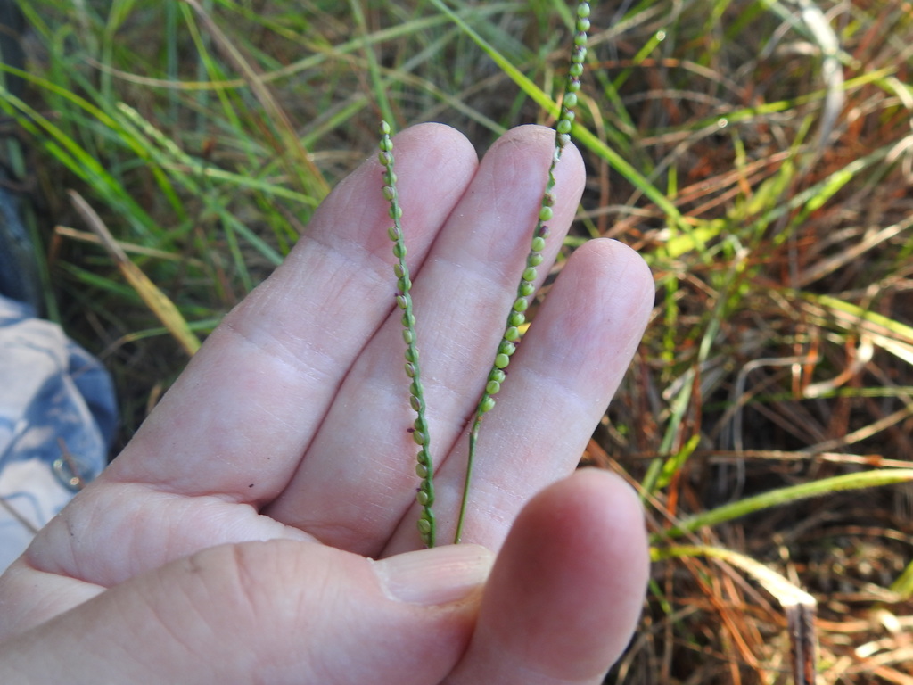 Paspalum setaceum muhlenbergii from Bastrop, Texas, United States on ...